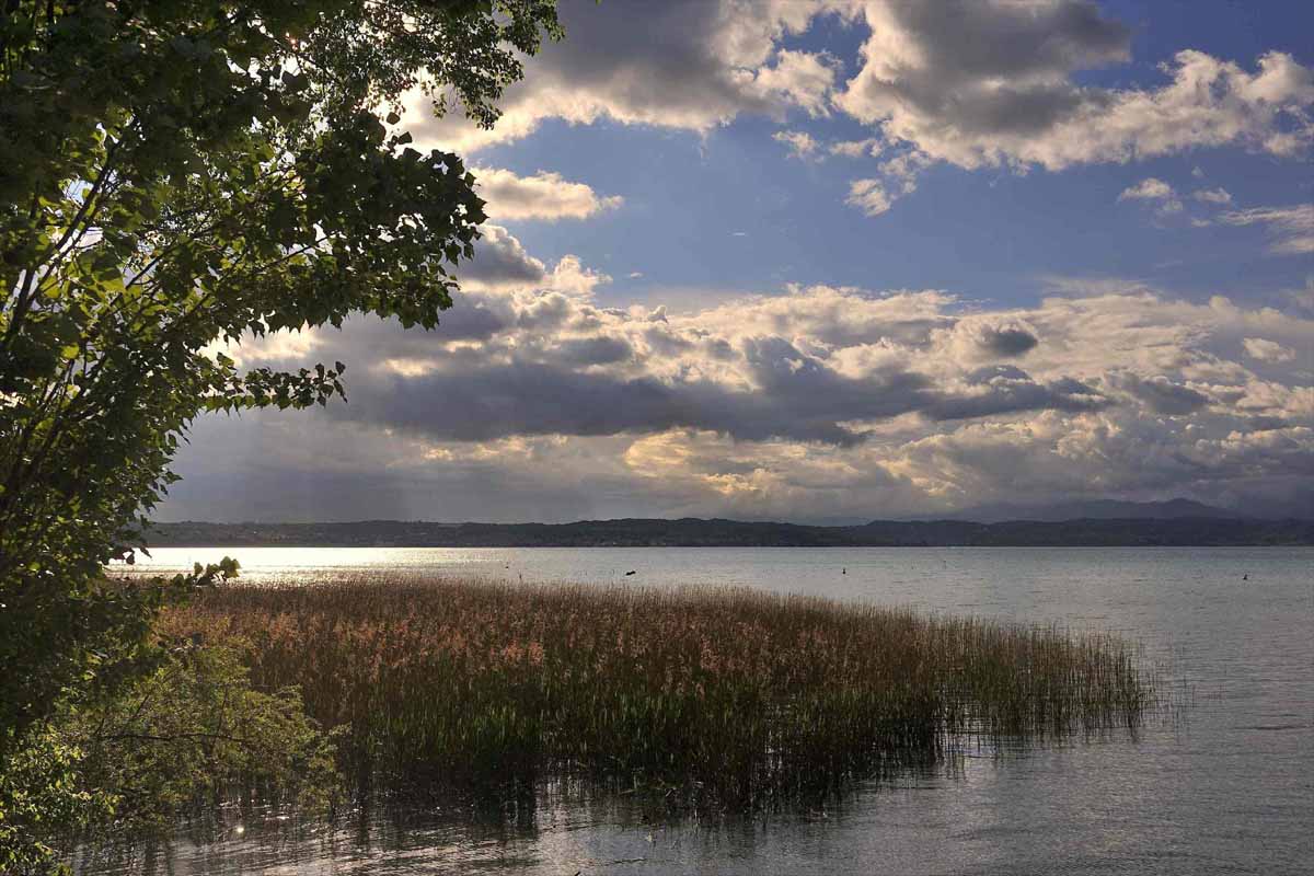 Un Sos per i canneti del Garda – Gardapost