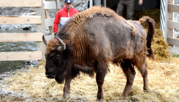 Il bisonte Ulisse dal Parco Natura Viva ai Carpazi - Gardapost