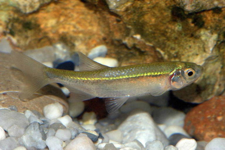 Al via il progetto sperimentale per rigenerare i letti di frega dell ...