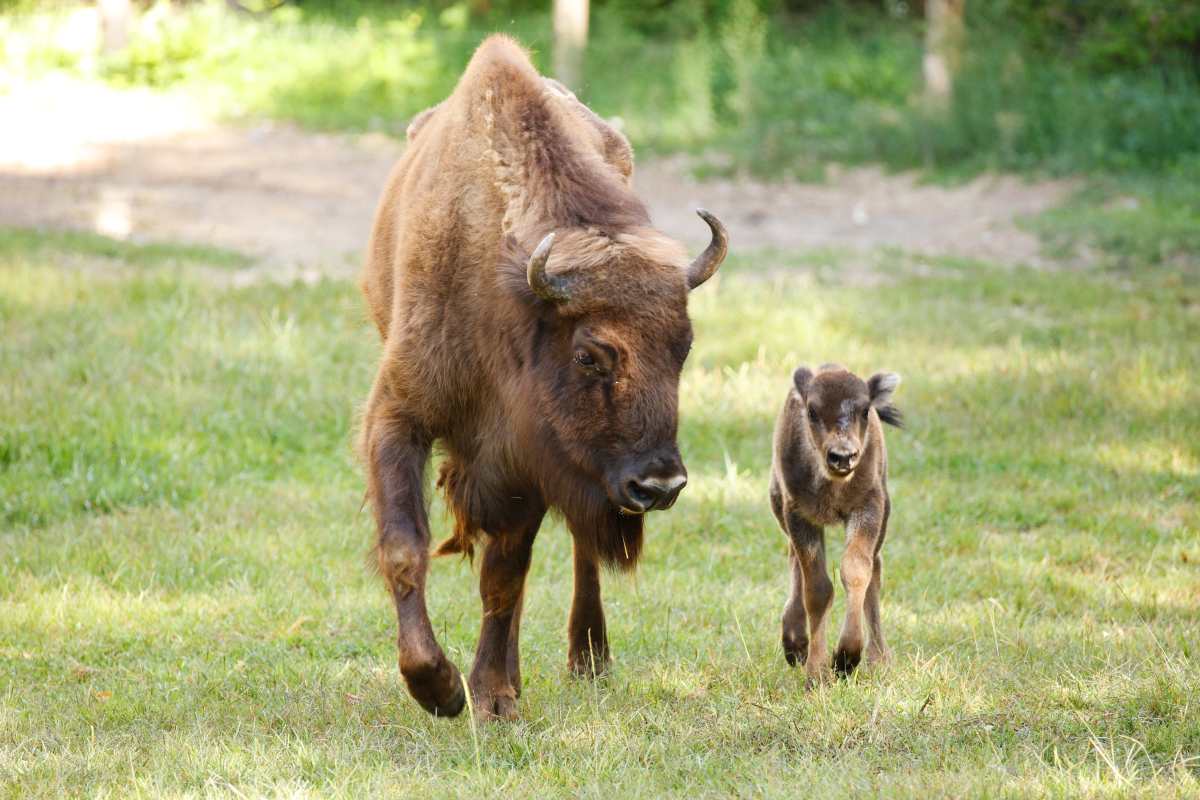 Fiocco rosa per Lilibet, bisontina di 50 chili (ne peserà 600) - Gardapost