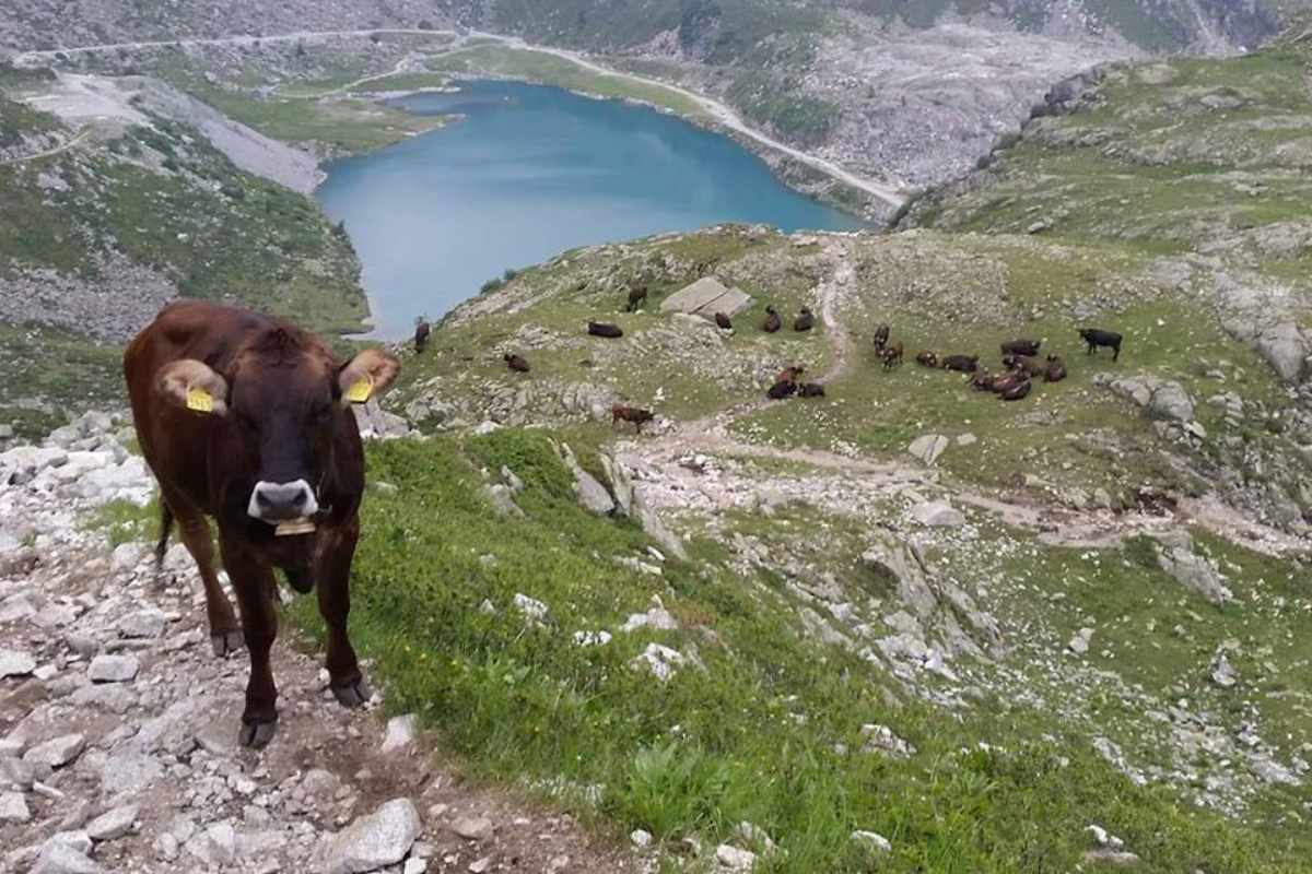 Vacca Rendena, razza resiliente, longeva, fertile ma vulnerabile all ...